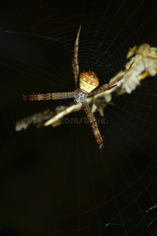 Spiders in the Forest Natural Background Stock Photo - Image of zipper ...