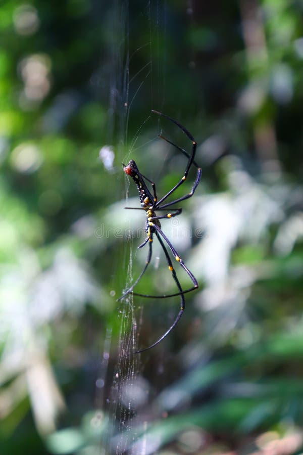 Spiders in the forest. stock image. Image of spiders - 255303109