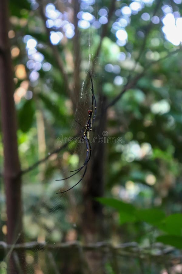 Spiders in the forest. stock photo. Image of nature - 255303226