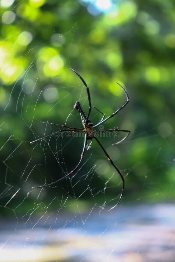 Spiders in the forest. stock image. Image of invertebrate - 255303245