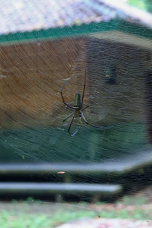 Spiders in the forest. stock image. Image of forest - 255303479