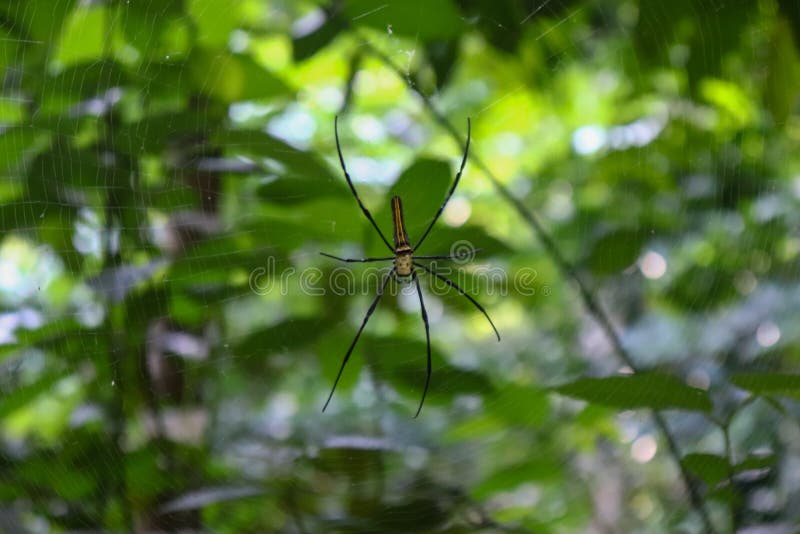 Spiders in the forest. stock photo. Image of spider - 255303572