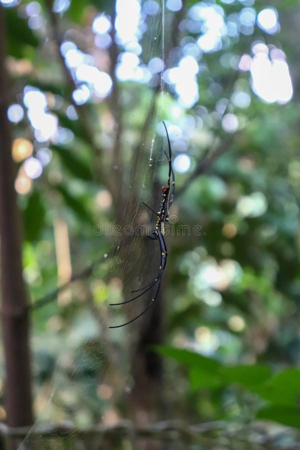 Spiders in the forest. stock image. Image of nature - 255303635