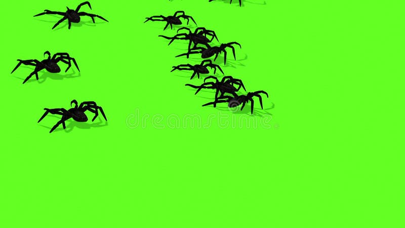 Spiders on Green Screen Creepy Crawling Stock Video - Video of chroma ...