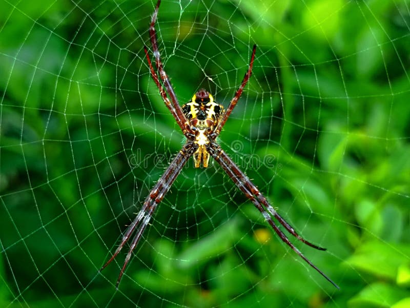 Spiders Hanging in Their Webs Stock Image - Image of spiders, hanging ...