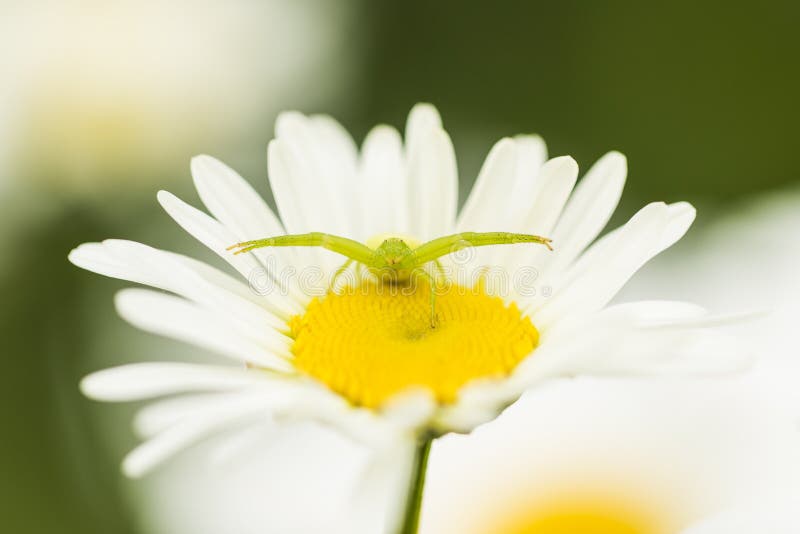 Spider stock image. Image of close, design, cobweb, natural - 134986511