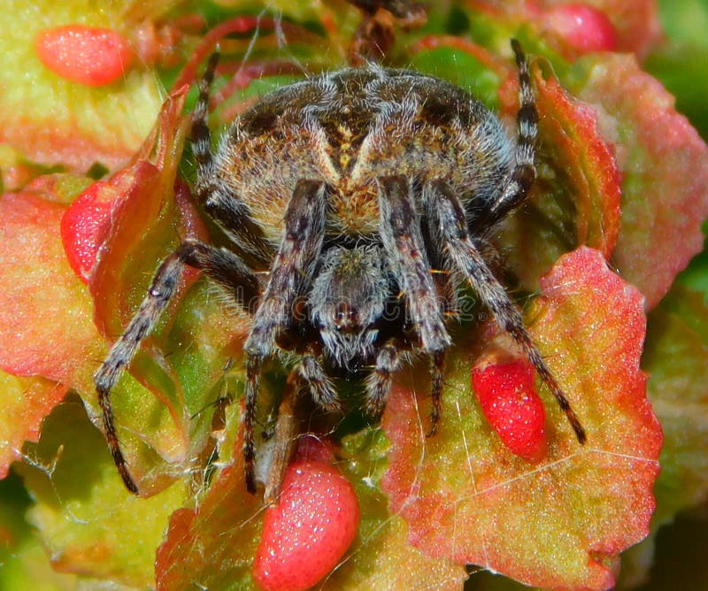 Spider on a Flower in Wild Nature Stock Image - Image of undefined ...