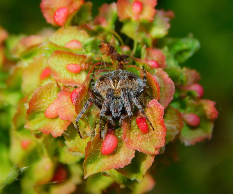 Spider on a Flower in Wild Nature Stock Image - Image of wildflower ...