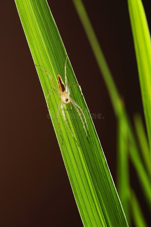 Spiders stock photo. Image of asia, ingredient, vermin - 47039114