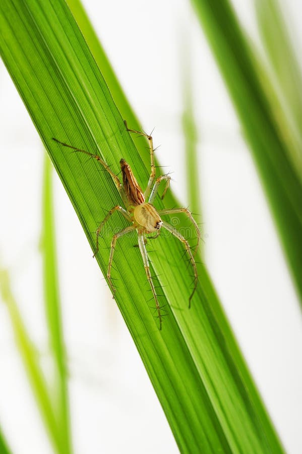 Spiders stock photo. Image of food, asia, crop, destructive - 47042562