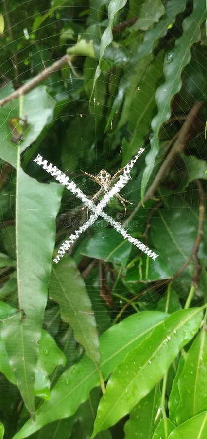 Spiders that Live in Trees, Even Though they are Small, Make Big Nests ...