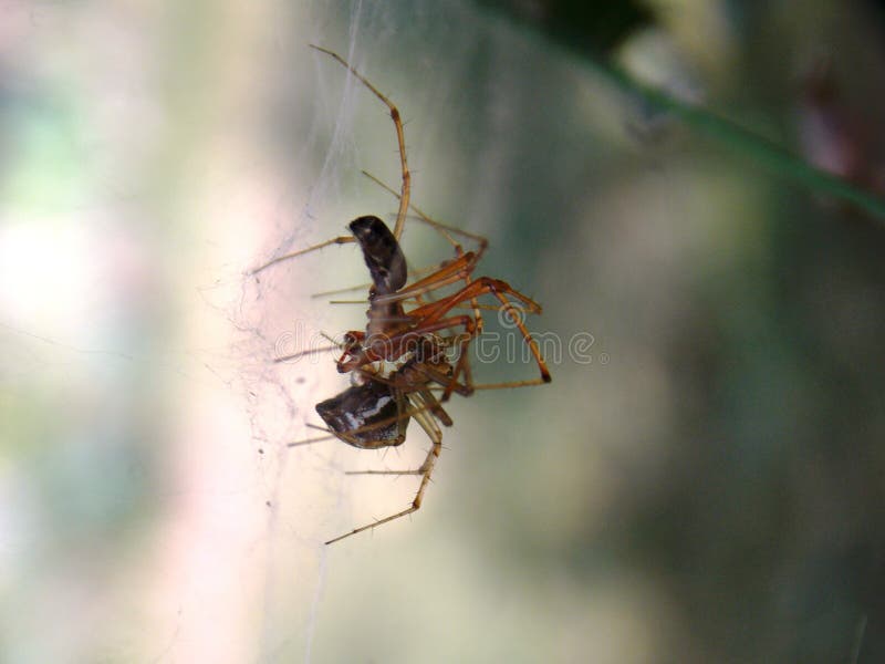 Spiders in love stock image. Image of spiders, animal - 125173249