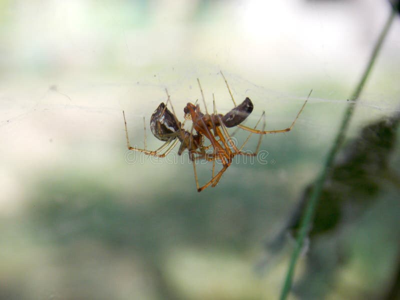Spiders in love stock photo. Image of spider, macro - 125173300