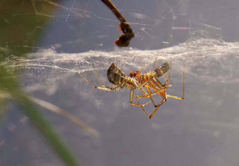 Spiders in love stock image. Image of animal, spiders - 125174977