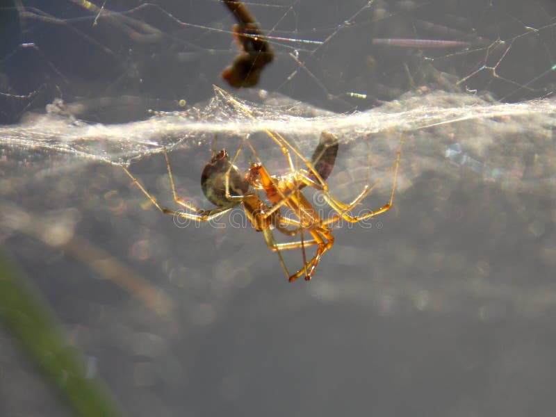 Spiders in love stock photo. Image of spiderweb, animal - 125175092