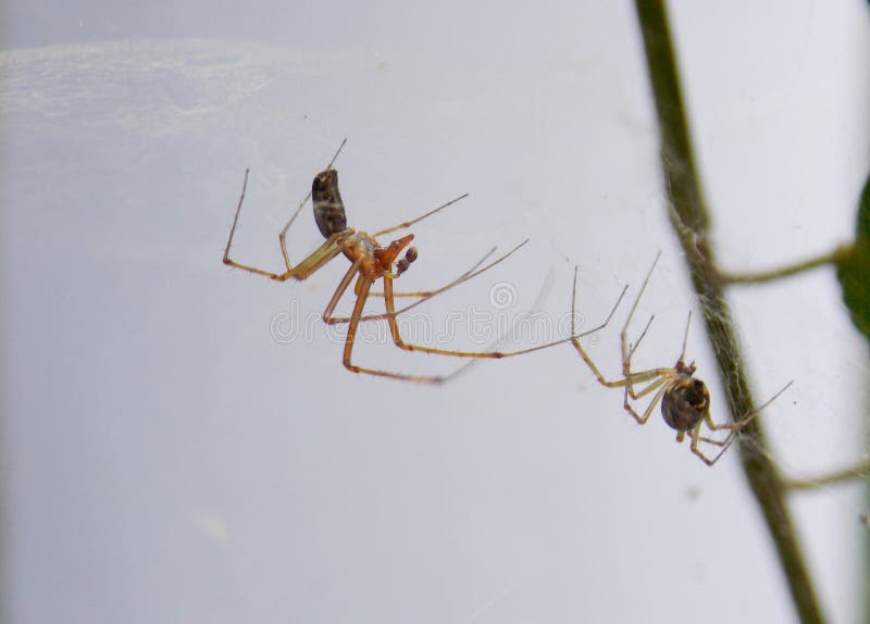 Spiders in love stock photo. Image of small, nature - 125173486