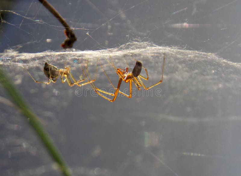 Spiders in love stock image. Image of macro, spiderweb - 125174883