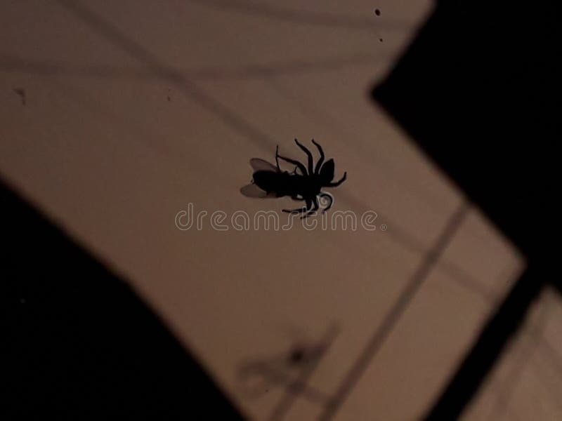 Spiders Lunge at Their Prey on the Screen Stock Image - Image of prey ...
