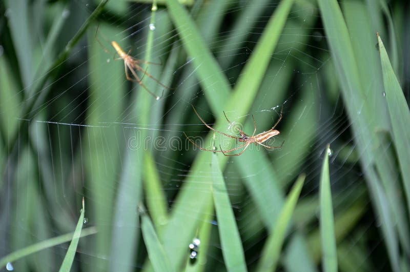 Spiders Making Its Web on Thatch Leaf Stock Image - Image of spiders ...
