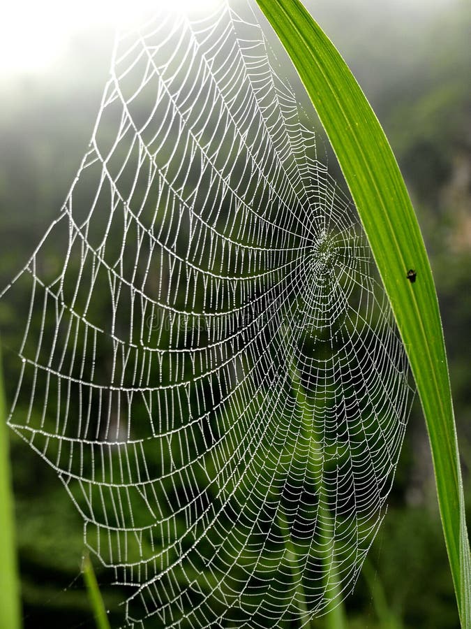 Spiders in the Mist in the Morning Stock Photo - Image of morning ...