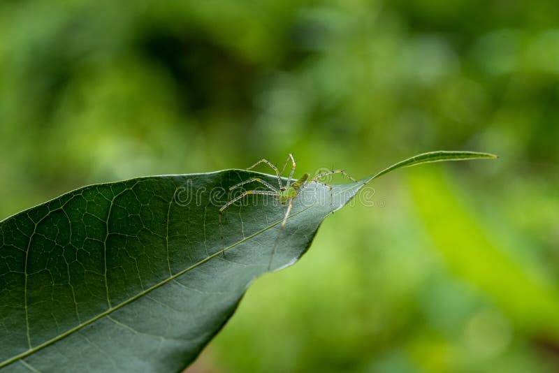 Spiders in Nature, on Leaf Green Stock Image - Image of colorful ...