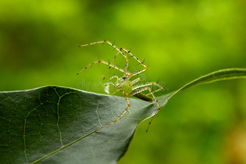 Spiders in Nature, on Leaf Green Stock Photo - Image of colorful ...