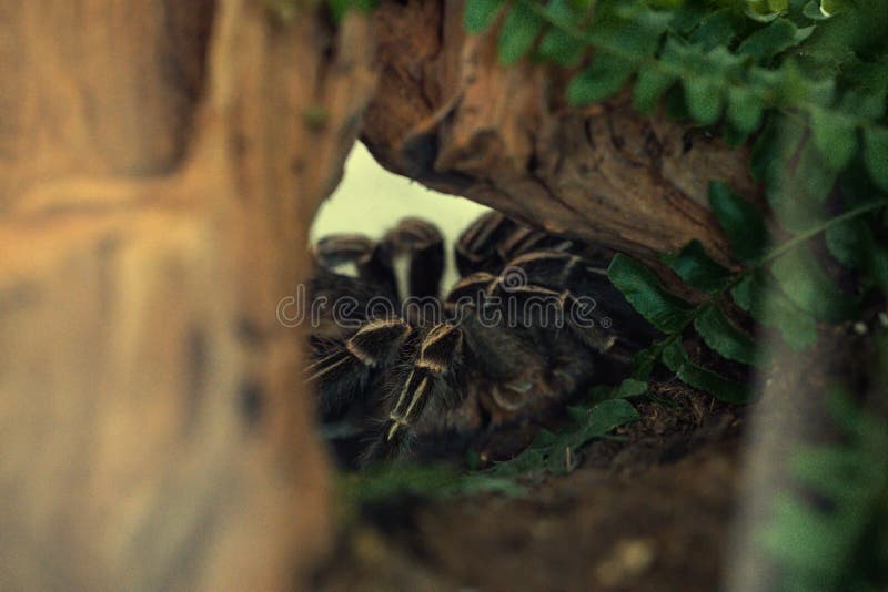 Spiders in nature reserve stock image. Image of wild - 264949577