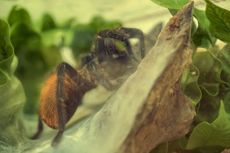 Spiders in nature reserve stock photo. Image of pest - 264949656