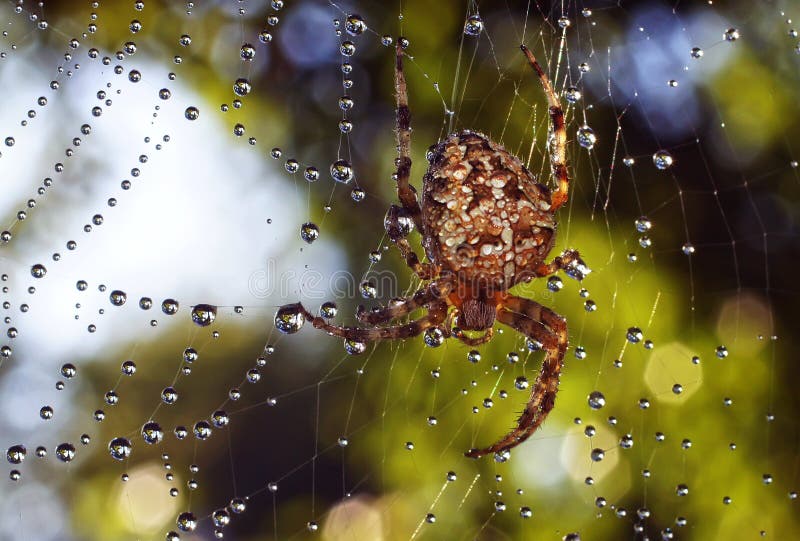 Spiders in the nature stock image. Image of arachnophobia - 60303311