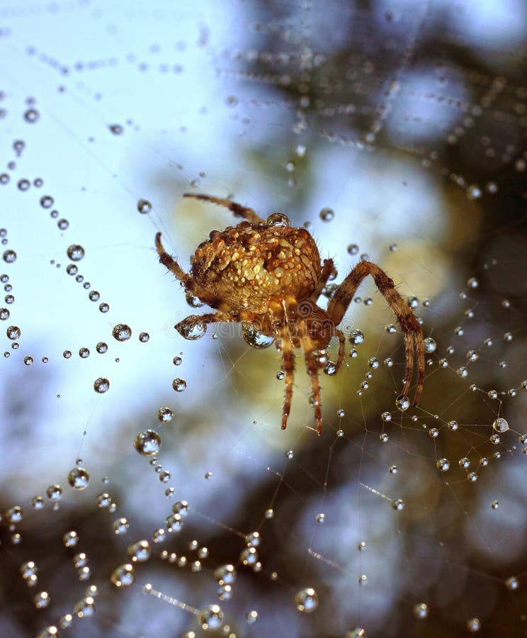 Spiders in the nature stock image. Image of goldenrod - 60304881