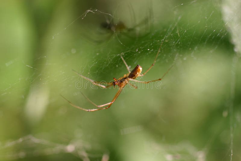 Spider in the web stock photo. Image of cross, decoration - 113509132