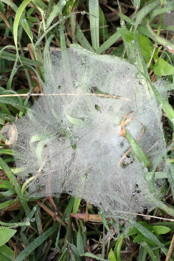 Spiders nest stock image. Image of spiders, macro, closeup - 38100605