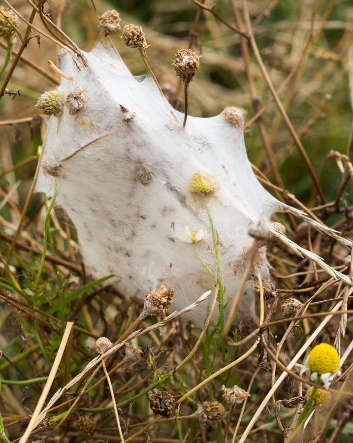 A spiders nest in a tree stock photo. Image of nature - 210454808