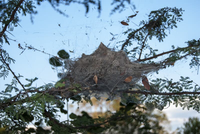 A spiders nest in a tree stock photo. Image of nature - 210454808
