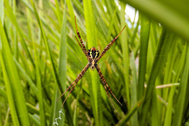 Spider on green grass stock image. Image of nature, lawn - 204982603
