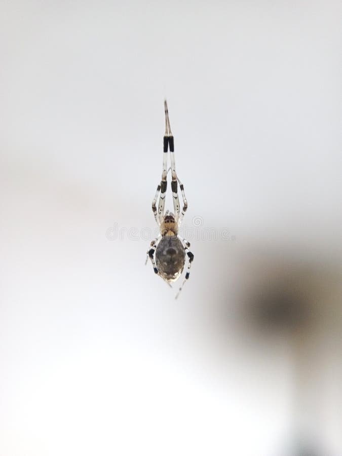 Spiders Nesting in the Walls Stock Photo - Image of spider ...