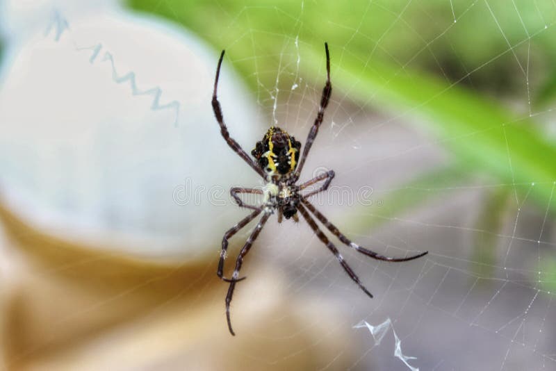 Spiders and nests stock photo. Image of damselfly, organism - 263208664