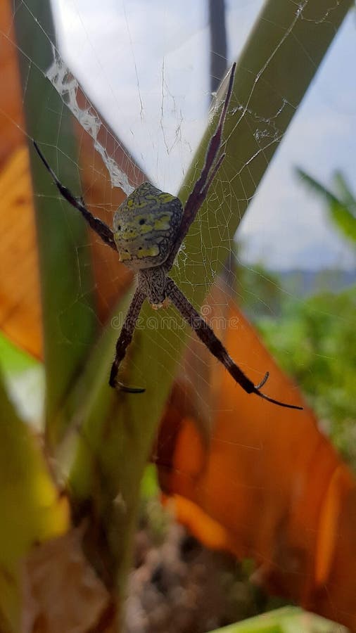 Spiders with Nests in Trees Stock Photo - Image of nests, trees: 298548688