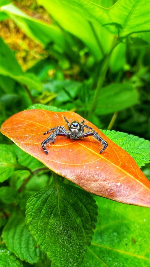 Spiders Perch on Dead Leaves Stock Image - Image of dead, green: 355345107