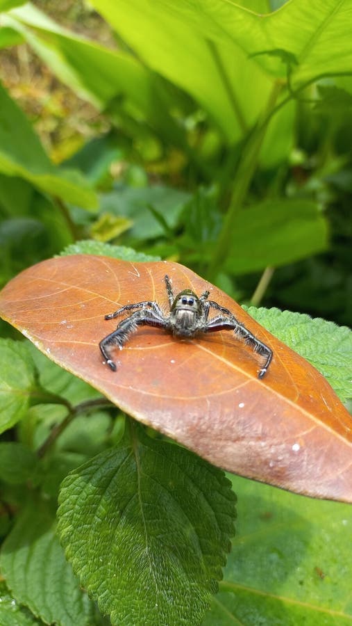 Spiders Perch on Dead Leaves Stock Photo - Image of dead, leaves: 355345148