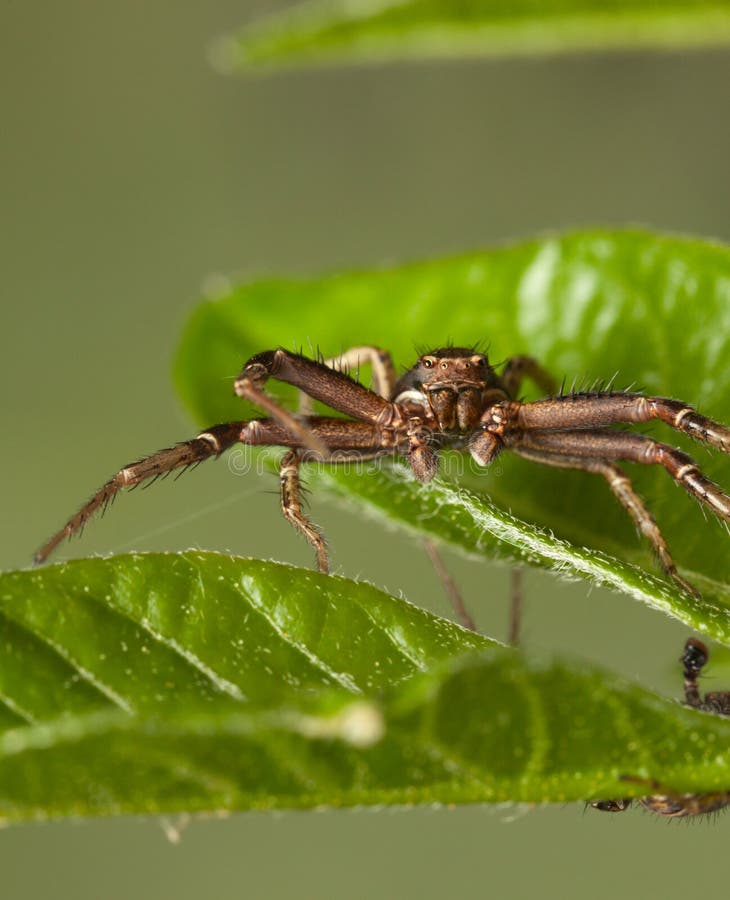 Spiders portrait stock photo. Image of fauna, wildlife - 80381424