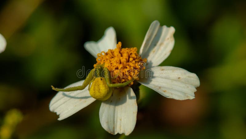 Spiders are Preying on Food Stock Image - Image of preying, food: 323077917
