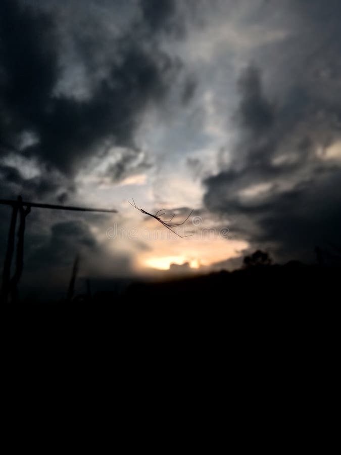 Spiders are Seen Flying Behind the Sunset Stock Photo - Image of ...