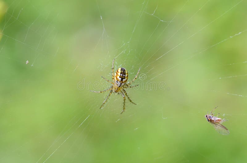 Spiders Sit in the Web and Catch Insects Stock Image - Image of spider ...