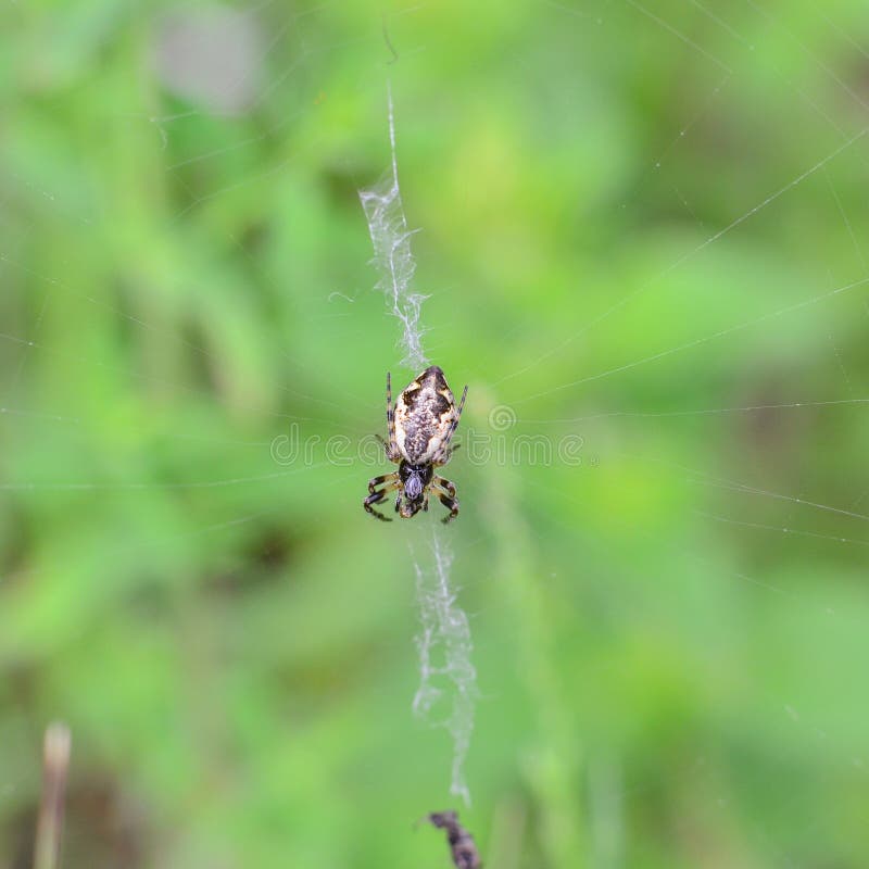 Spiders Sit in the Web and Catch Insects Stock Photo - Image of insect ...