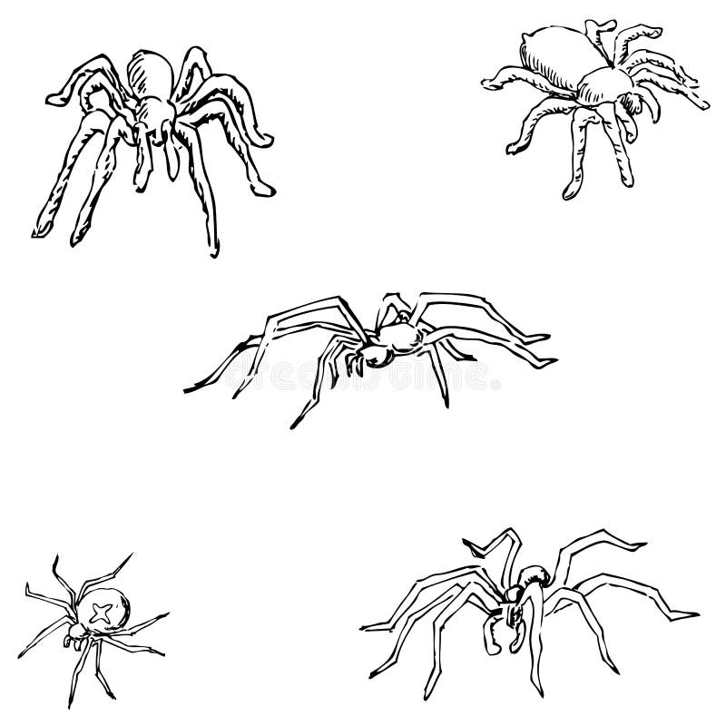 Spiders. a sketch by hand stock vector. Illustration of design - 82845119