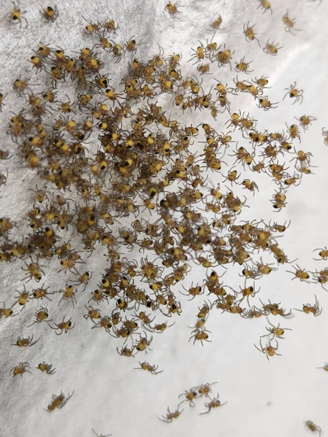 Spiders. Small Young Spiders Stock Image - Image of isolated, closeup ...
