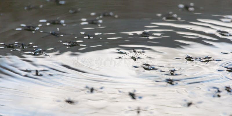 Spiders on the Surface of Water in Nature Stock Image - Image of insect ...