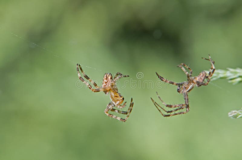 Two spiders fighting stock photo. Image of spiders, animals - 6396264