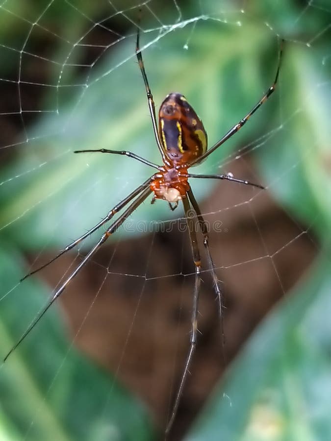 Spiders Use Webs To Catch Their Prey and Have a Type of Thread that is ...